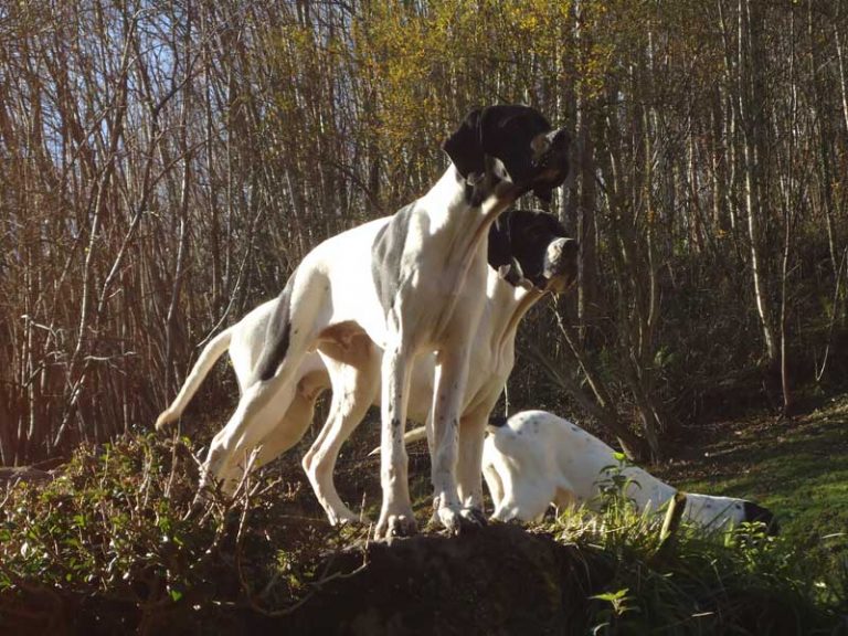 Revista Trofeo Caza y Conservación. El Pointer, clásico perro de ...